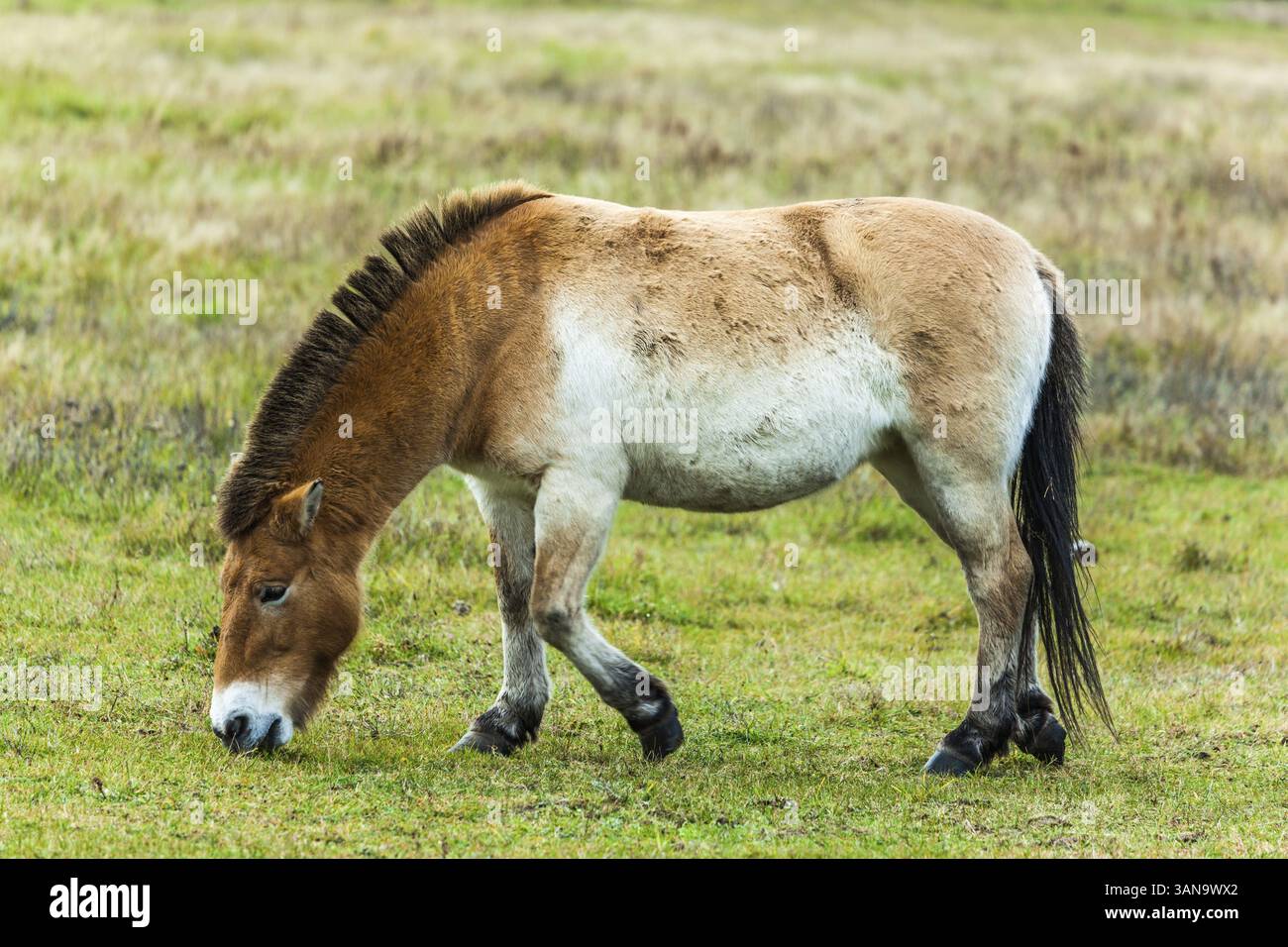 Natural horse habitat hi-res stock photography and images - Alamy