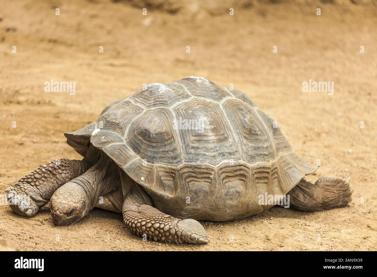 Reed turtle hi-res stock photography and images - Alamy