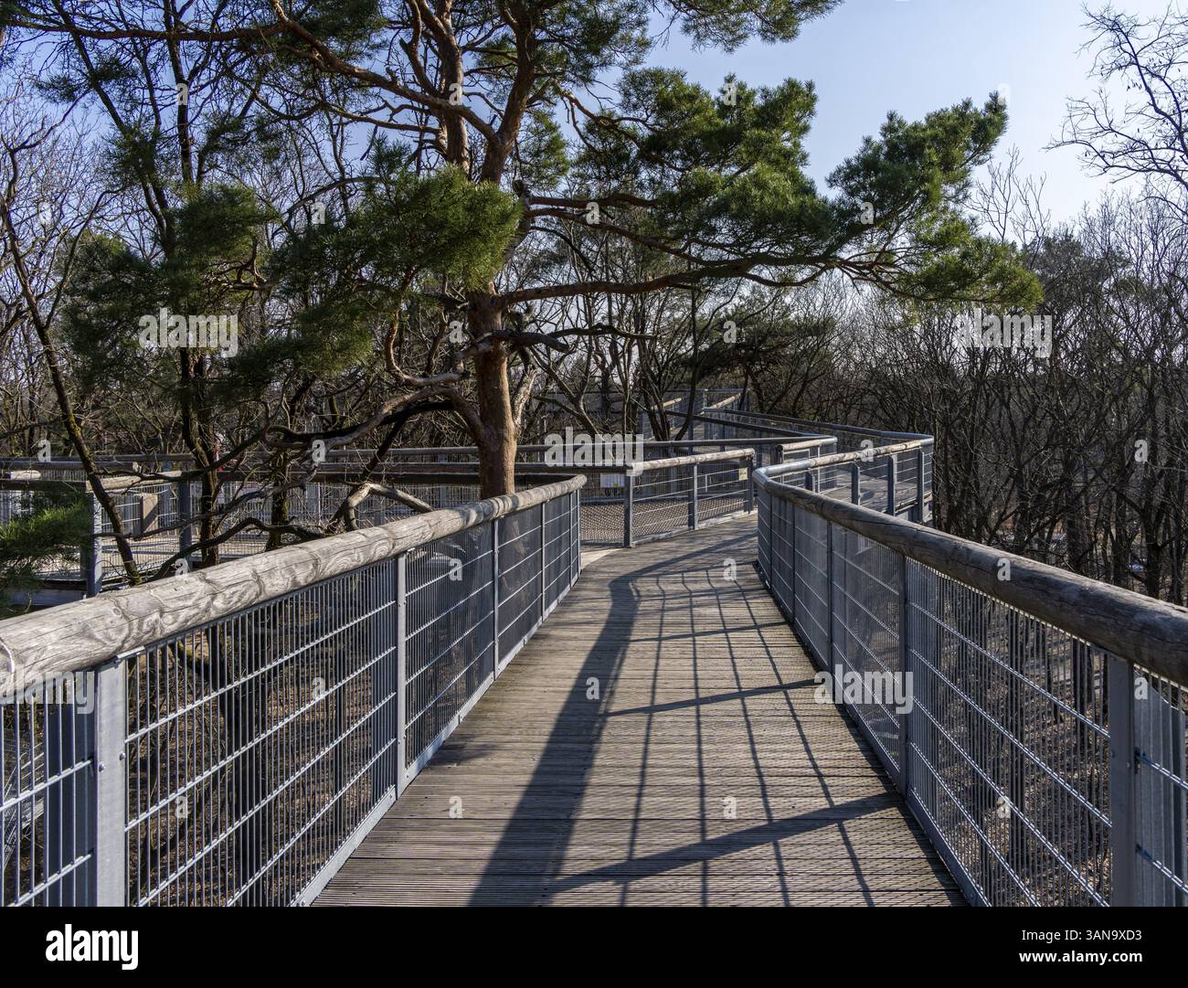Treetop path on the historic site of the former tuberculosis sanatorium ...