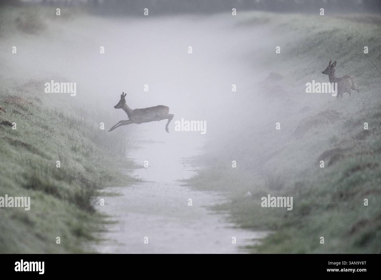 Roe deer (Capreolus capreolus), jumping over a ditch, Emsland, Lower ...