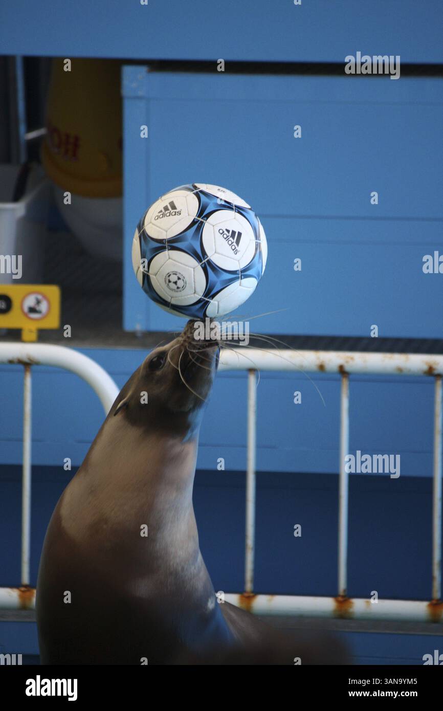 Seal juggles a ball Stock Photo - Alamy