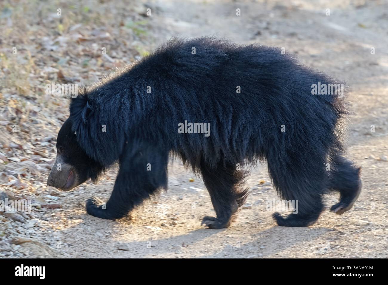 Sloth bear (Melursus ursinus), bear (Ursidae), carnivore (Carnivora), Balu, Satpura National ...