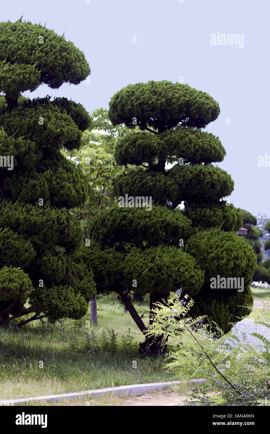 Conifers plant hi-res stock photography and images - Alamy