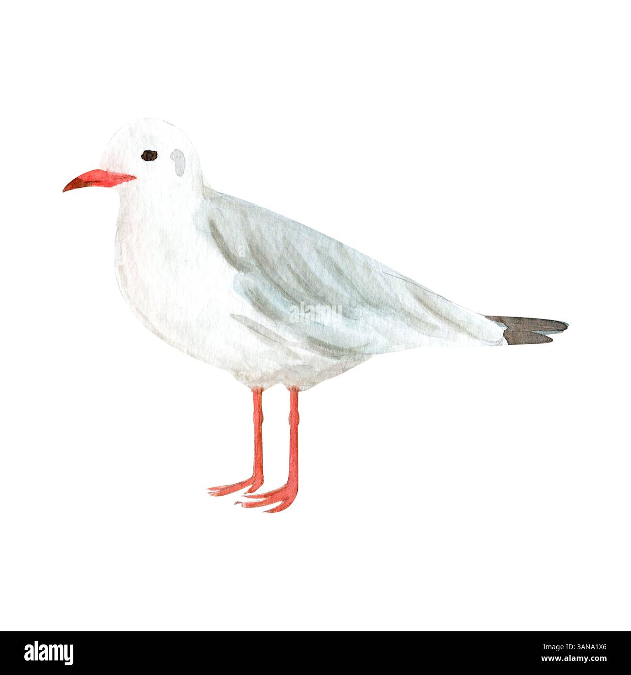 Standing seagull watercolor illustration isolated on white. High ...