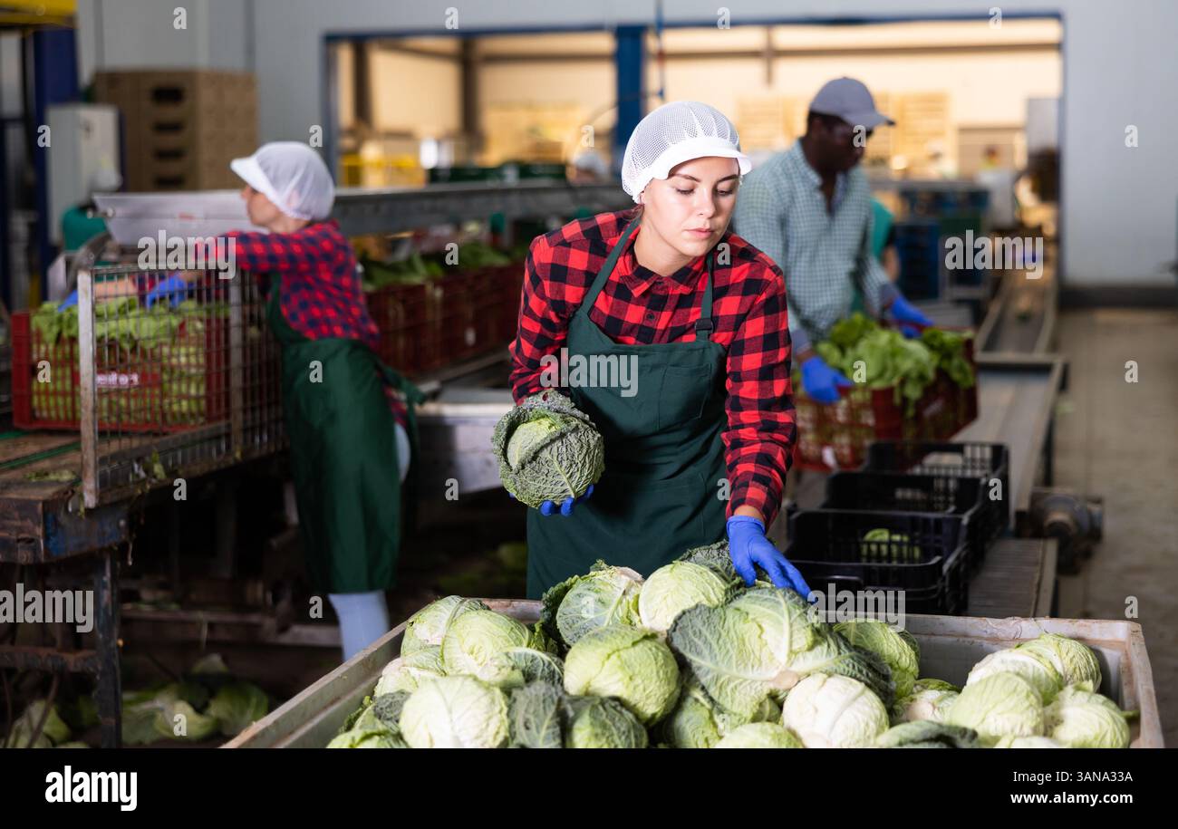 Woman checks the quality of cabbage in food factory warehouse Stock ...