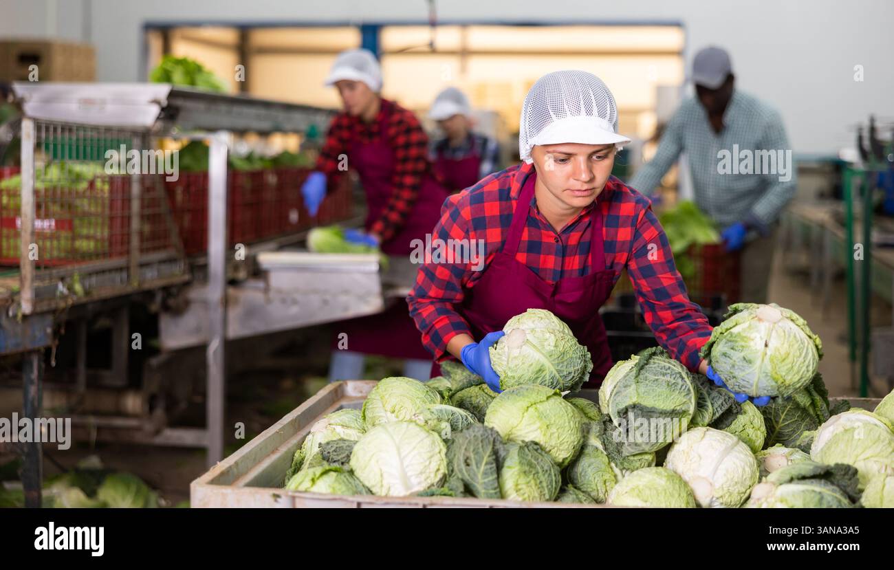 Woman checks the quality of cabbage in food factory warehouse Stock ...