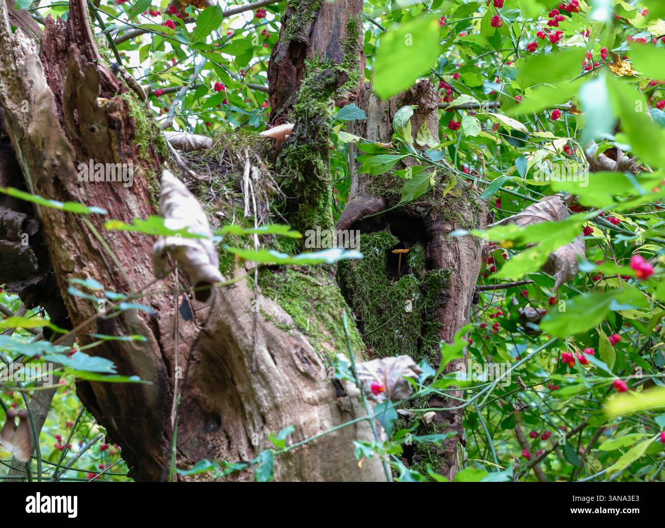 Hidden bark hi-res stock photography and images - Alamy