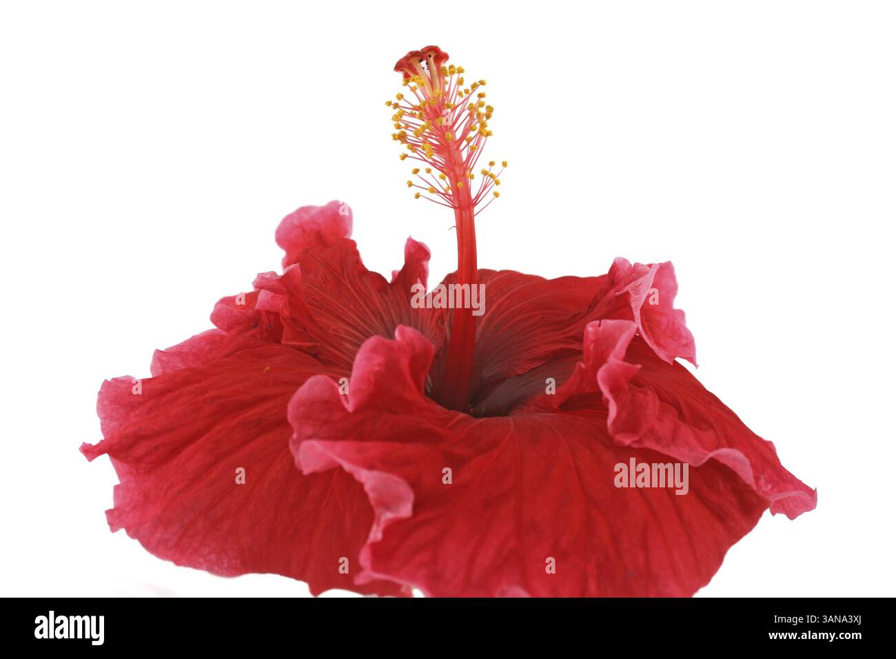 Striking deep red hibiscus flower in profile Stock Photo - Alamy