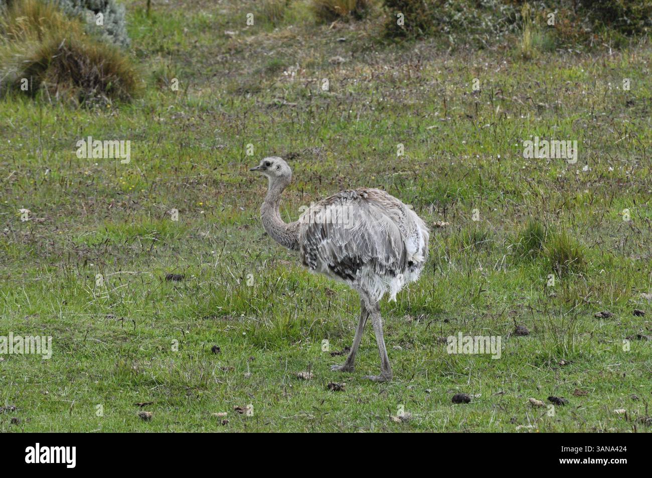 Fauna de la patagonia hi-res stock photography and images - Alamy