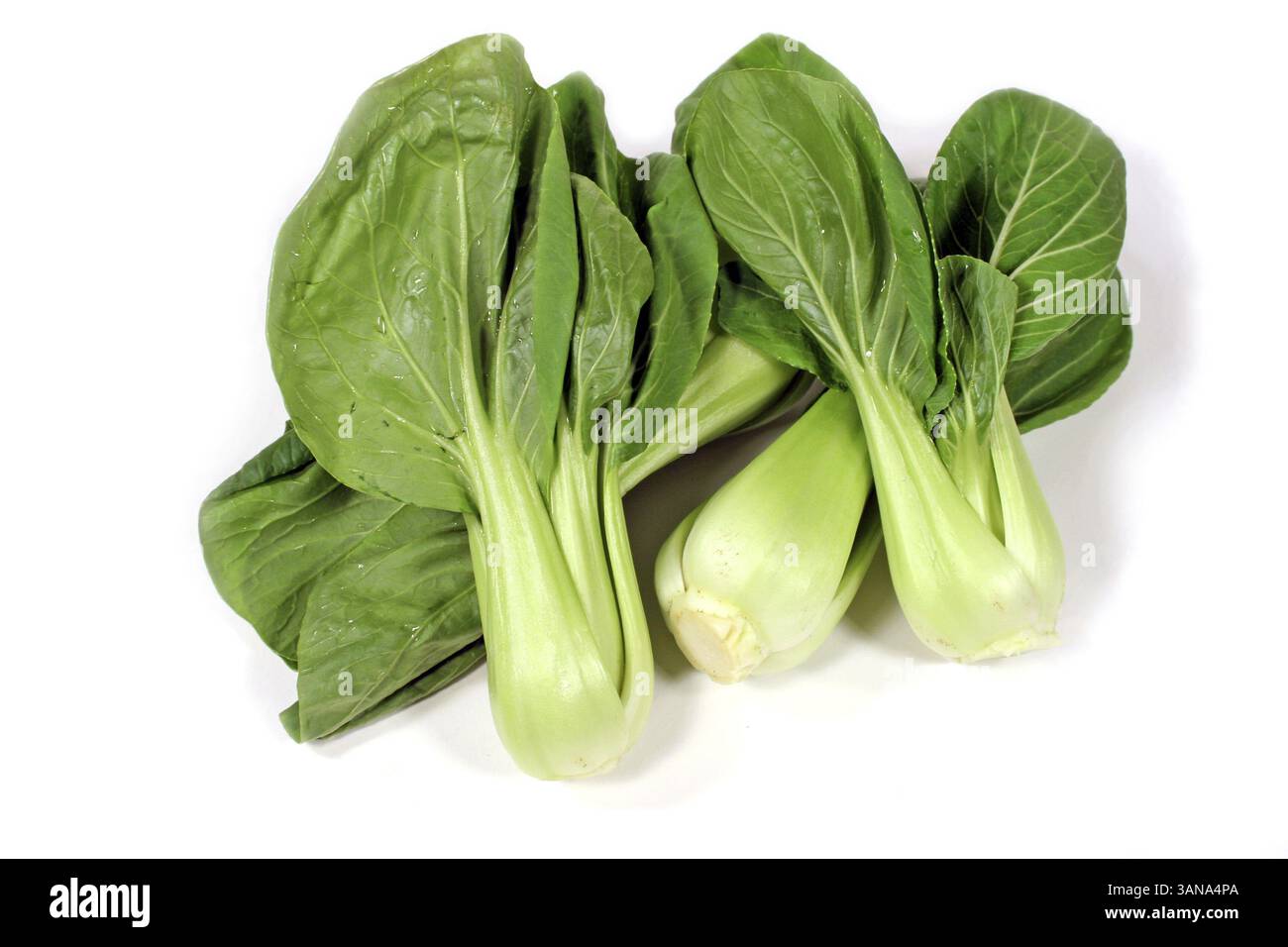 Delicious Chinese green leaf vegetable Bok Choy Stock Photo - Alamy