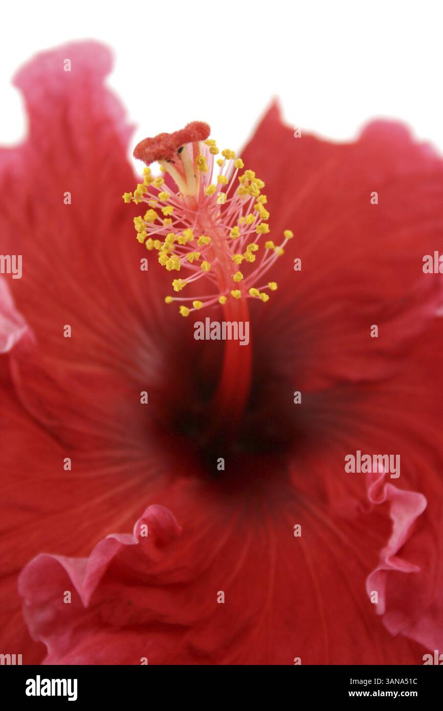 Striking deep red hibiscus flower with golden stamen Stock Photo - Alamy