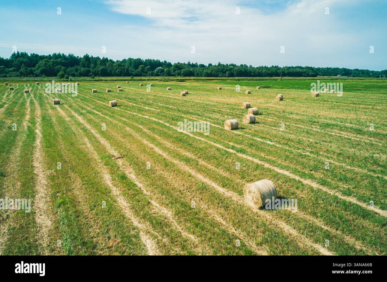 A vast green field is dotted with round bales of hay, neatly arranged ...