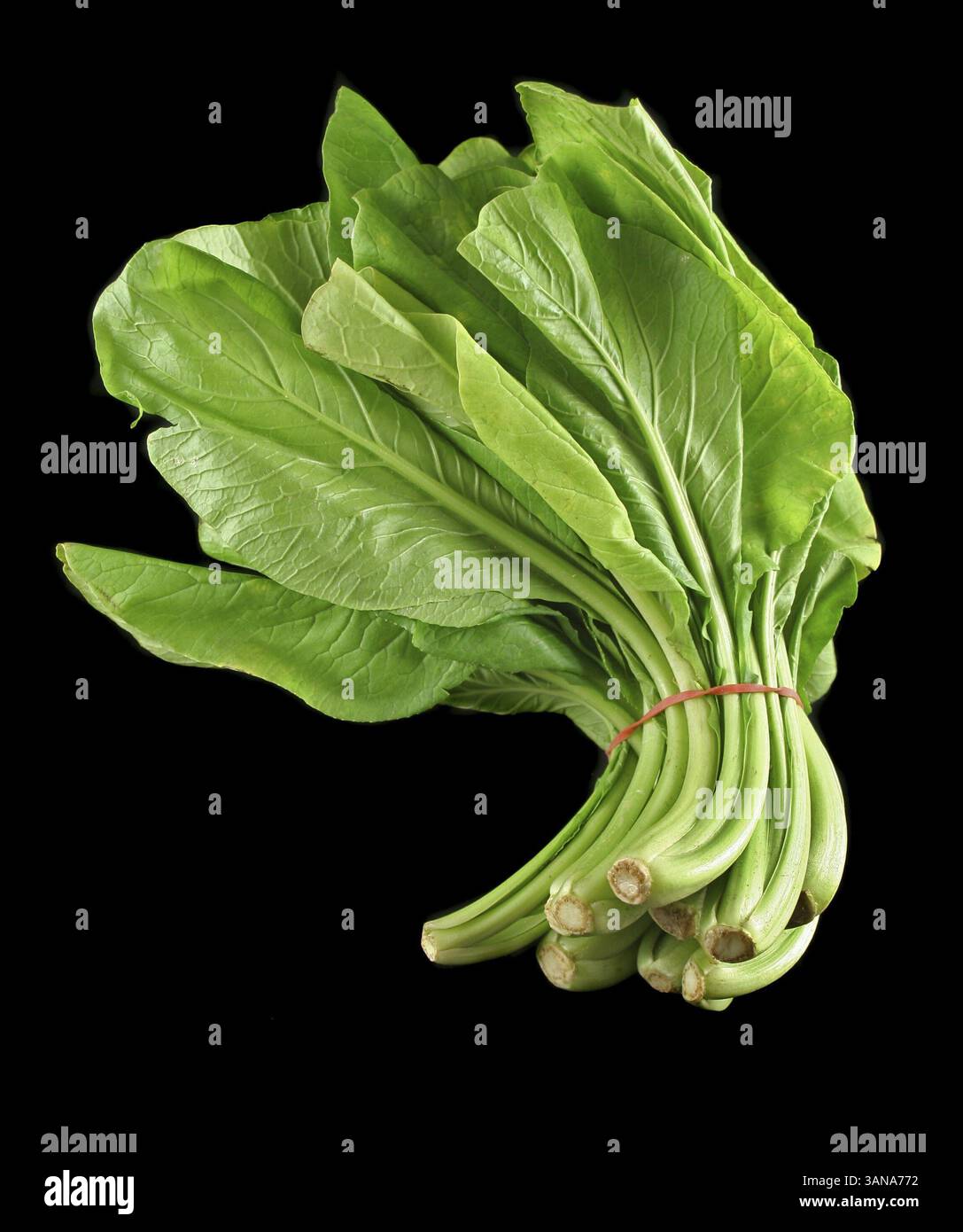 Stem sum hi-res stock photography and images - Alamy