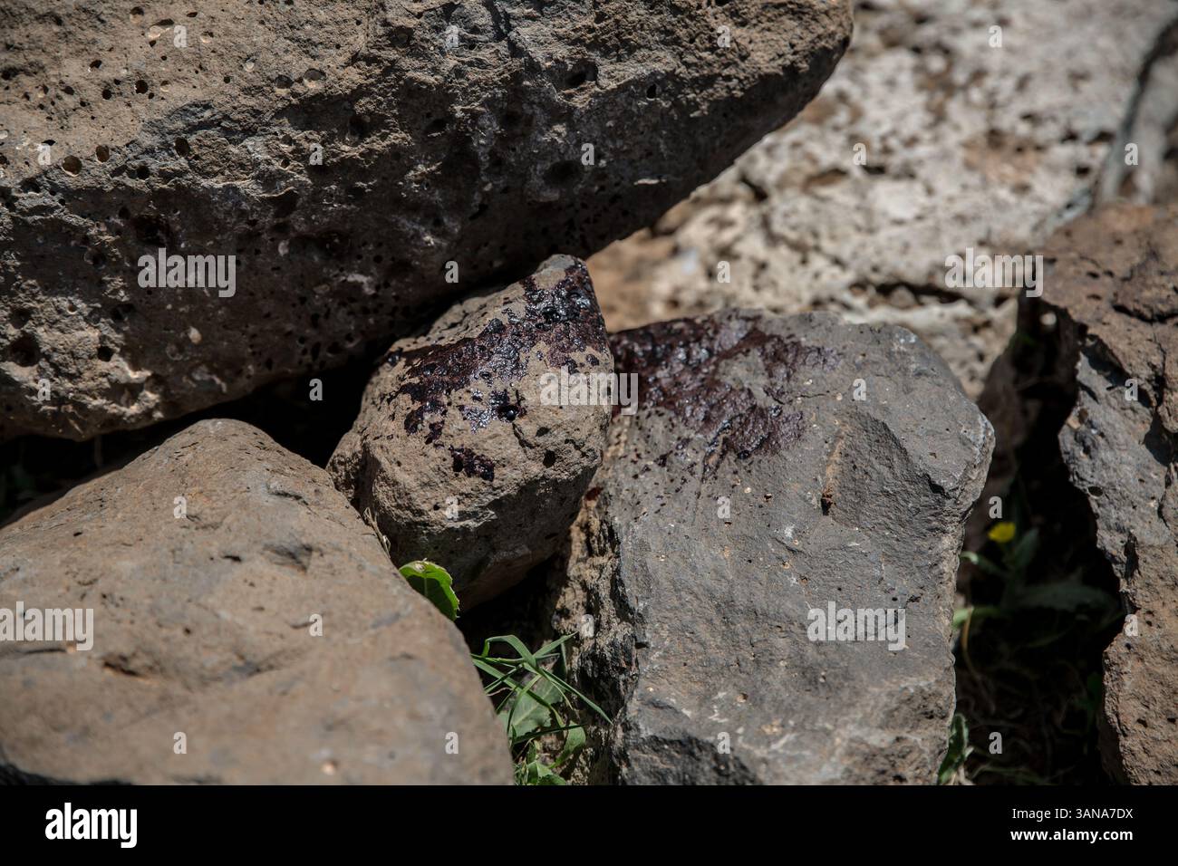 Blood stains still visible on rocks on farming land beside the village ...