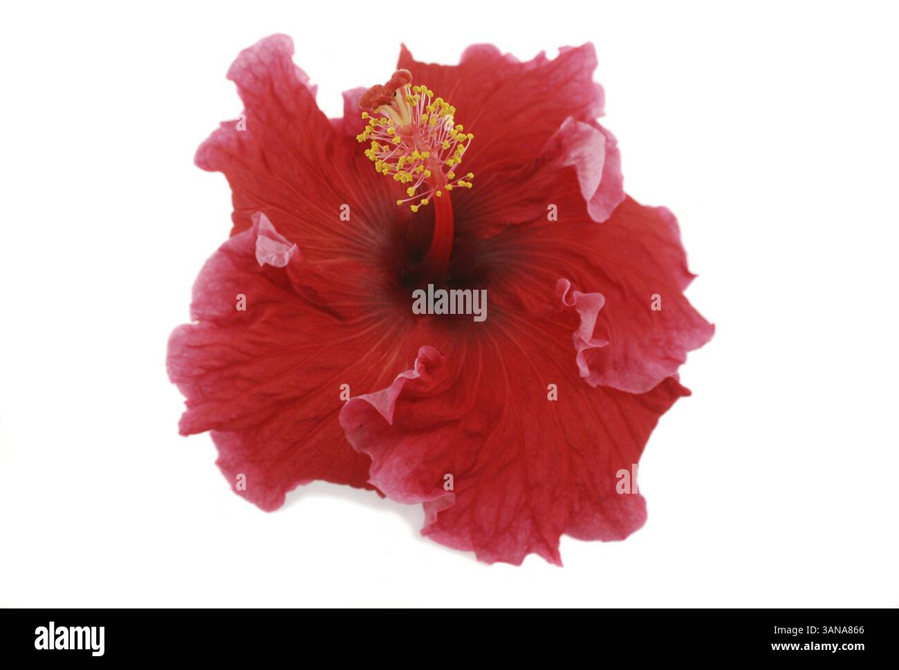 Striking red blooms hi-res stock photography and images - Alamy