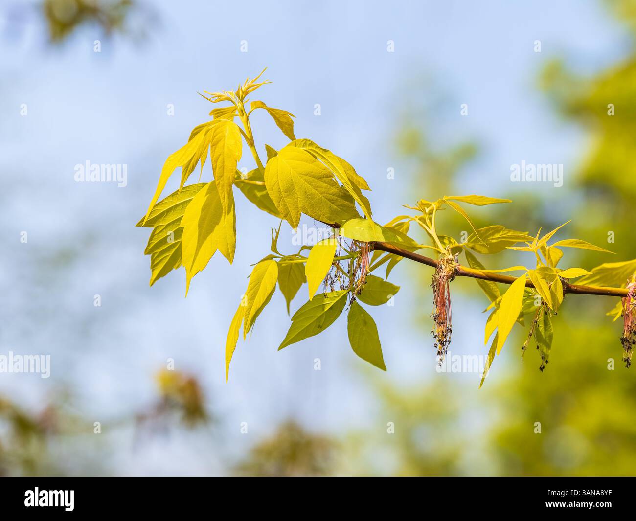 Acer negundo, Box elder, boxelder, ash-leaved and maple ash, Manitoba ...