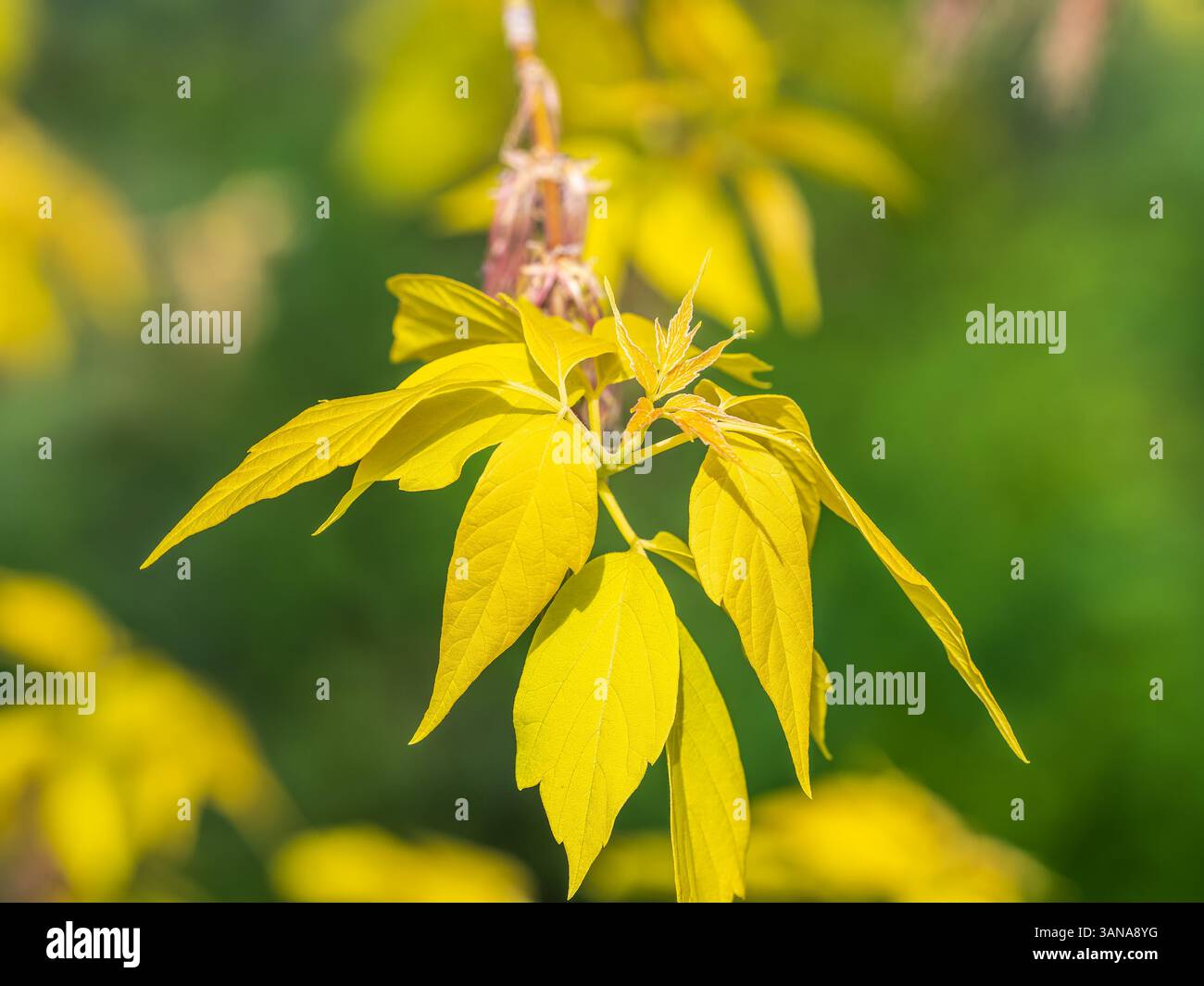 Acer negundo, Box elder, boxelder, ash-leaved and maple ash, Manitoba ...
