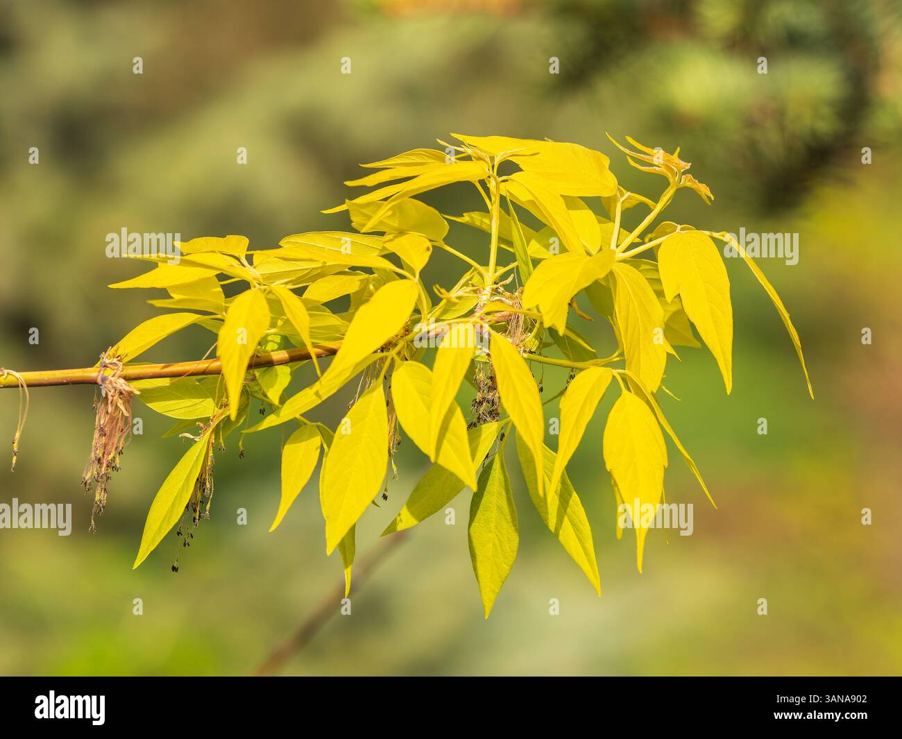 Acer negundo, Box elder, boxelder, ash-leaved and maple ash, Manitoba ...