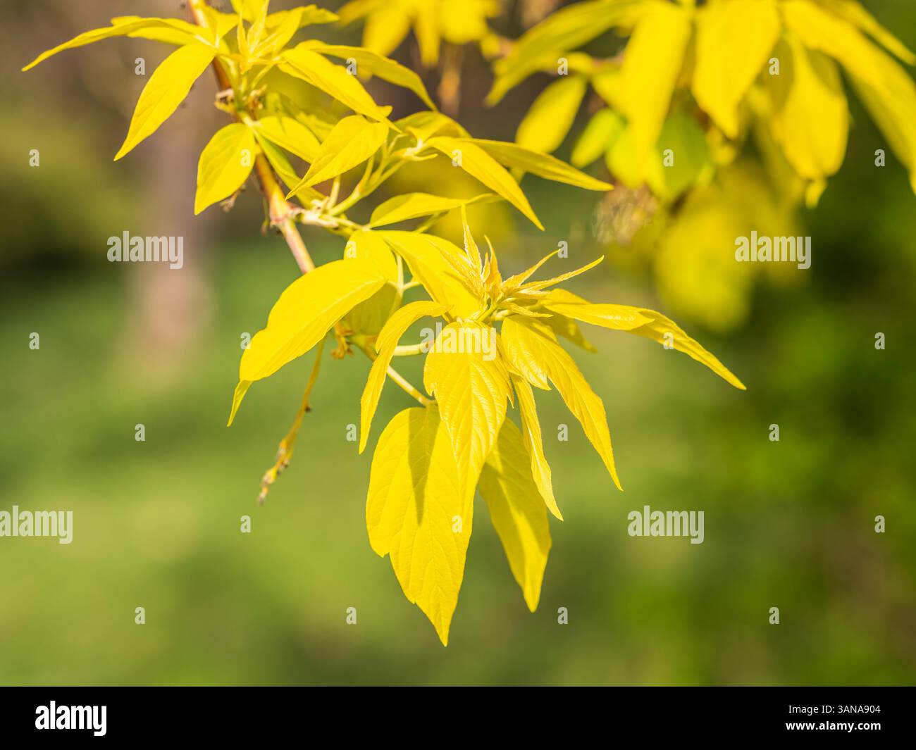 Acer negundo, Box elder, boxelder, ash-leaved and maple ash, Manitoba ...