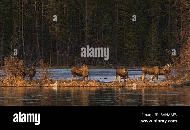 This undated photo, issued by SVT, shows Moose in Junsele, Sweden ...