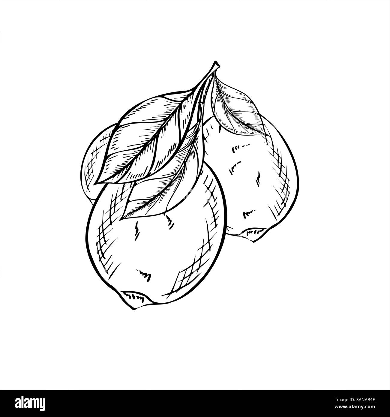 Lemons leaves on branch Stock Vector Images - Alamy