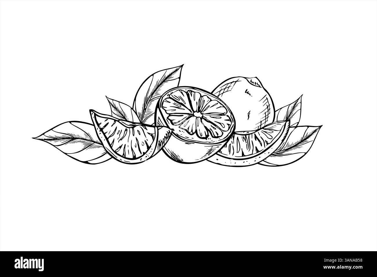 Monochrome lemon or lime with leaves vector illustration painted by black inks. Hand drawn ...