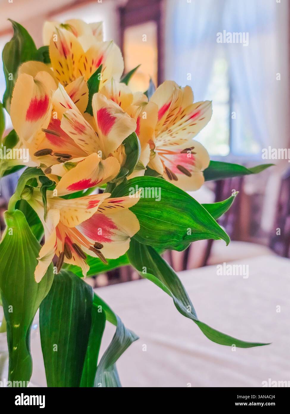 Beautiful flower bouquet close up and old manor house interior ...