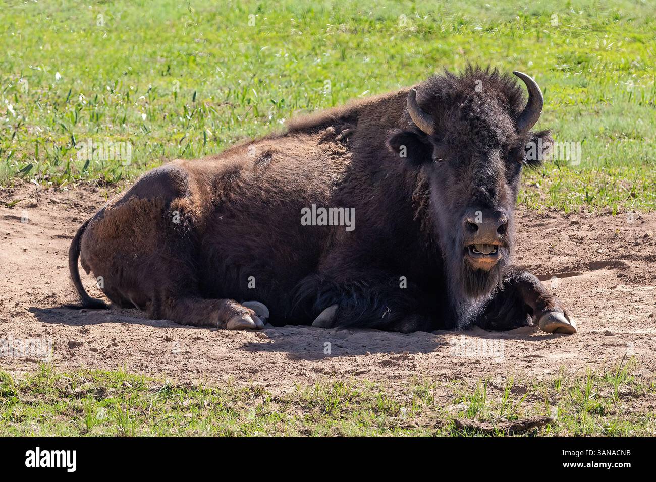 Closeup, American Bison (Bison bison) laying in dusty wallow, on the ...