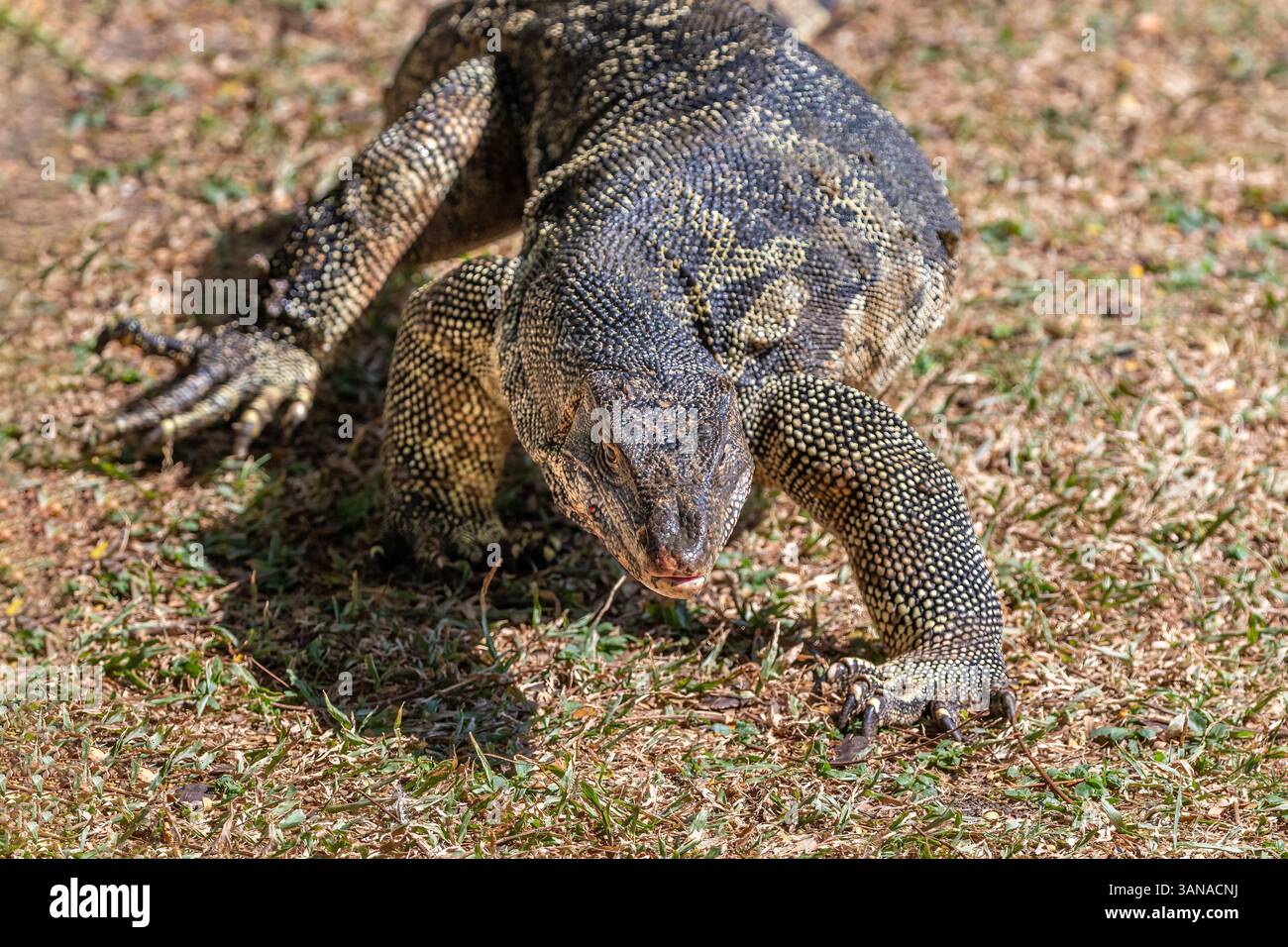 Asian Water Monitor lizard (Varanus salvator) in lake at Lumphini Park ...