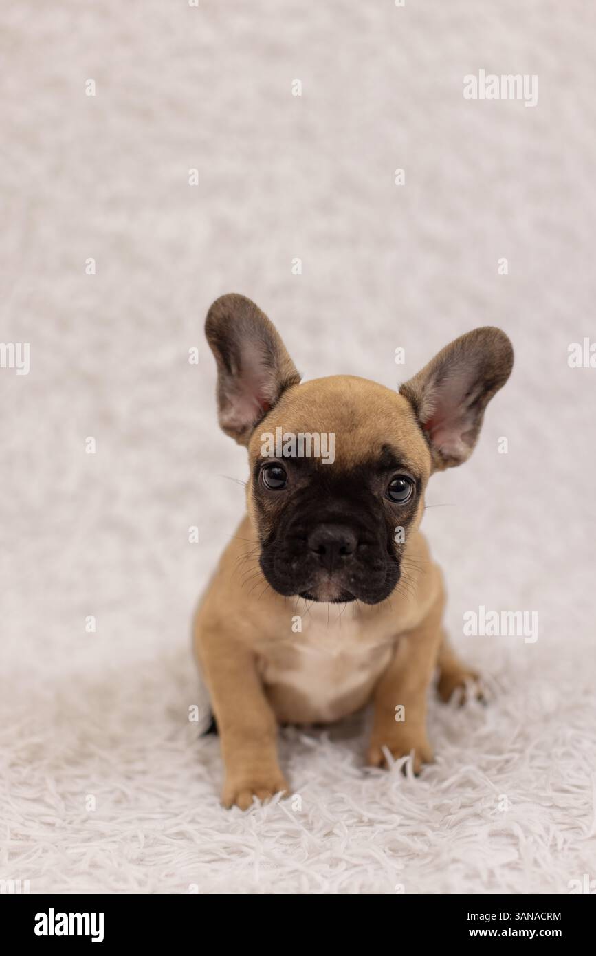 Frenchie puppy isolated hi-res stock photography and images - Alamy