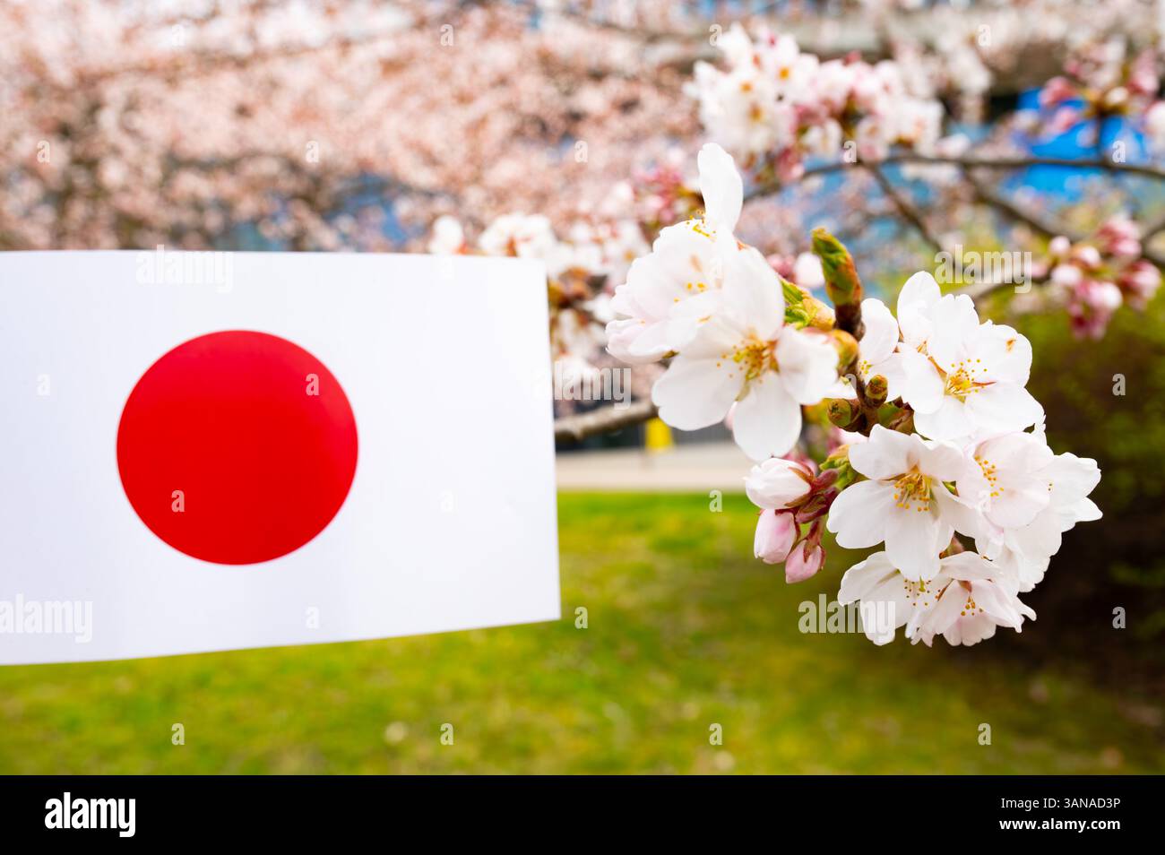 Sakura Blossom with Japanese Flag Symbol of Spring and National ...