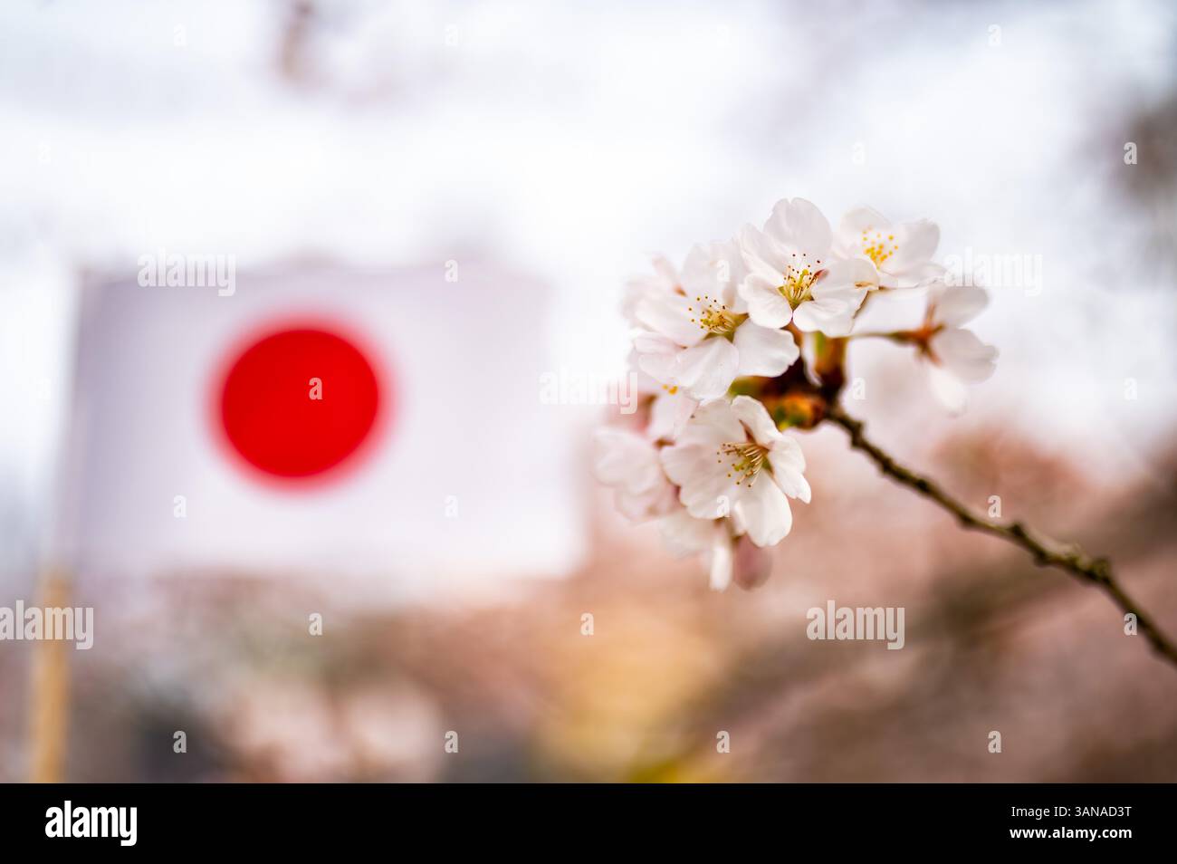 Sakura Blossom with Japanese Flag Symbol of Spring and National ...