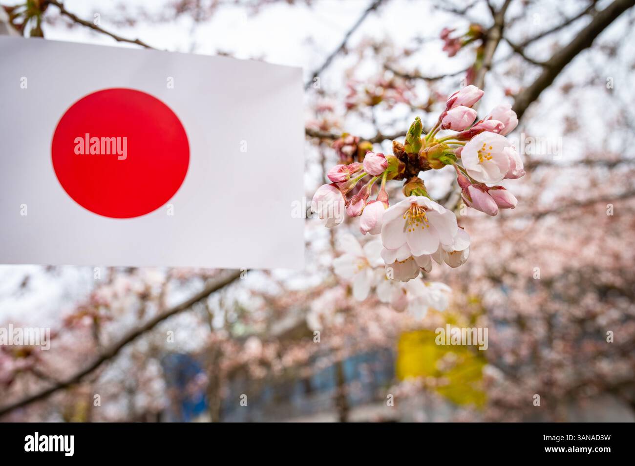 Sakura Blossom with Japanese Flag Symbol of Spring and National ...
