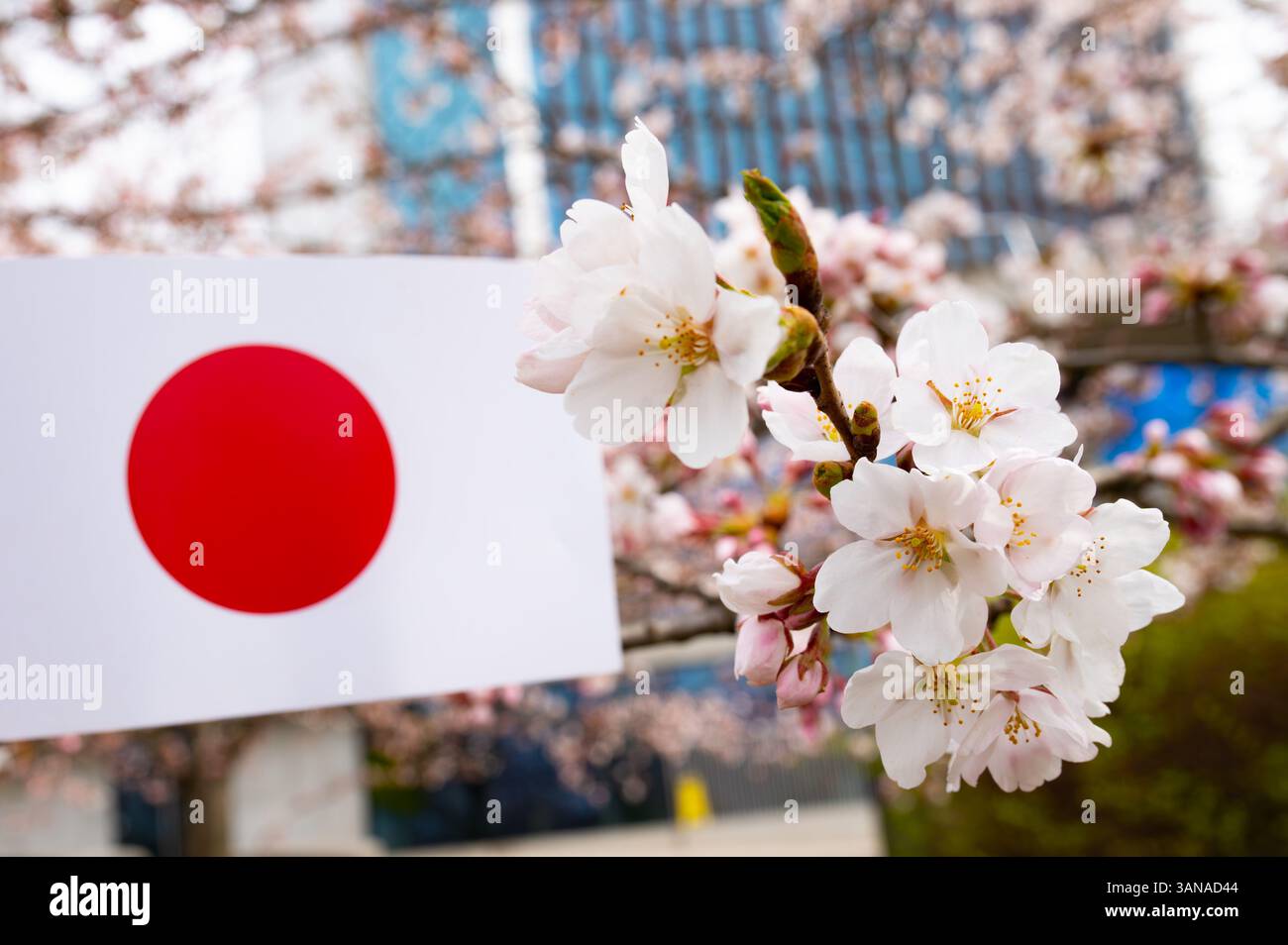 Sakura Blossom with Japanese Flag Symbol of Spring and National ...