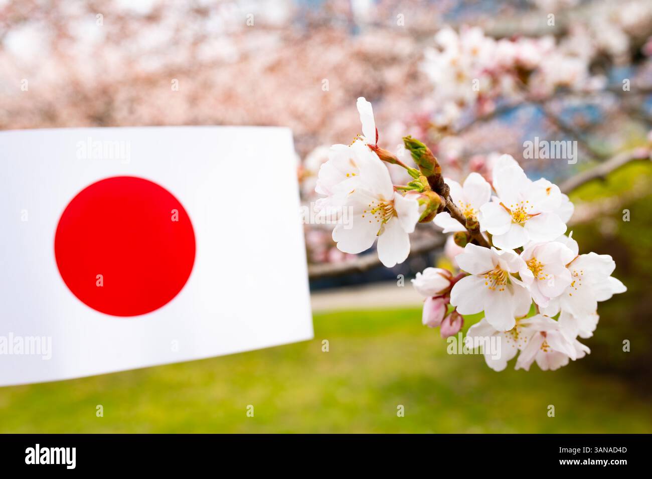 Sakura Blossom with Japanese Flag Symbol of Spring and National ...