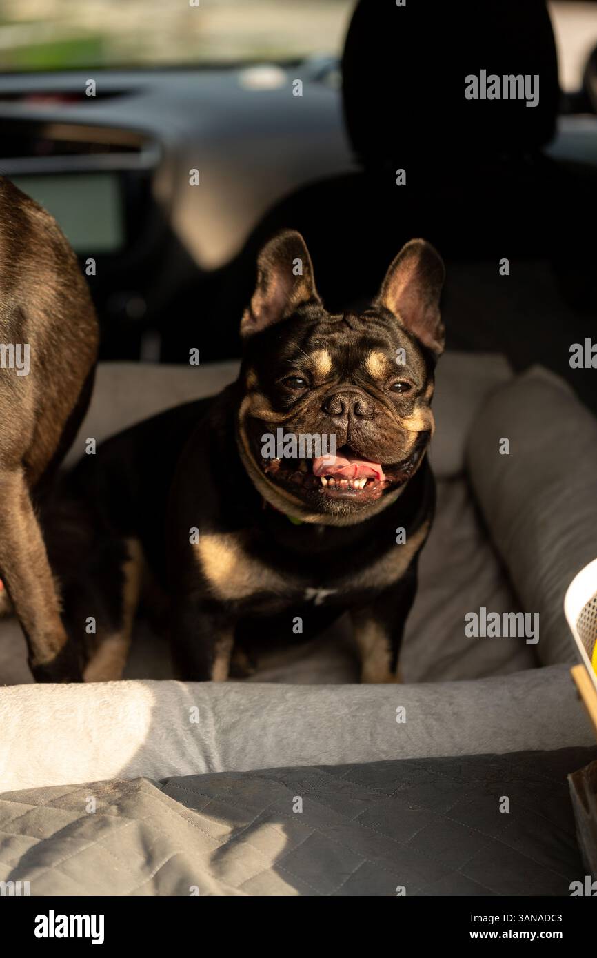 French breed dog in the trunk of a car, traveling with a pet, car ...