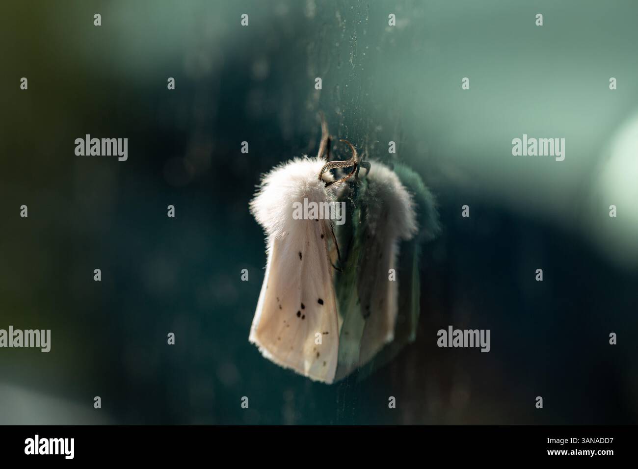 Spilosoma lubricipeda, White Fluffy Moth Macro Butterfly Flying Insect ...