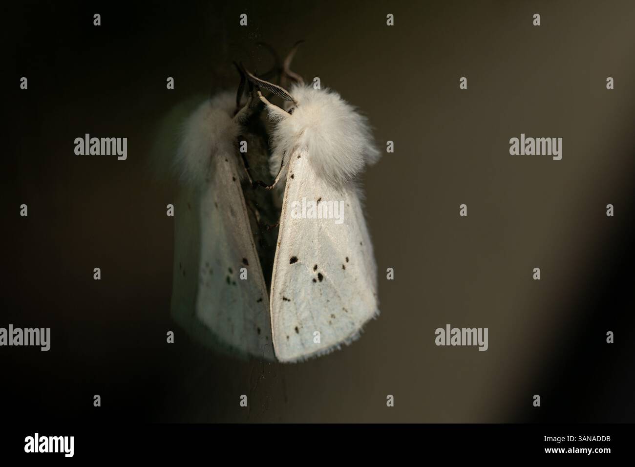 Spilosoma lubricipeda, White Fluffy Moth Macro Butterfly Flying Insect ...