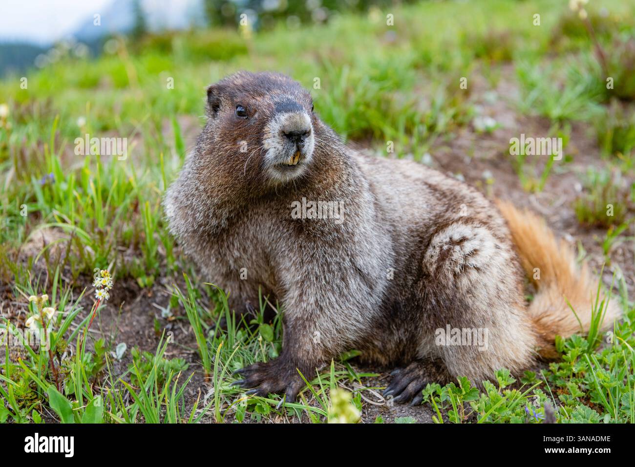 Rodent animal woodchuck. Rodent marmot animal. Marmot capybara. Marmot ...