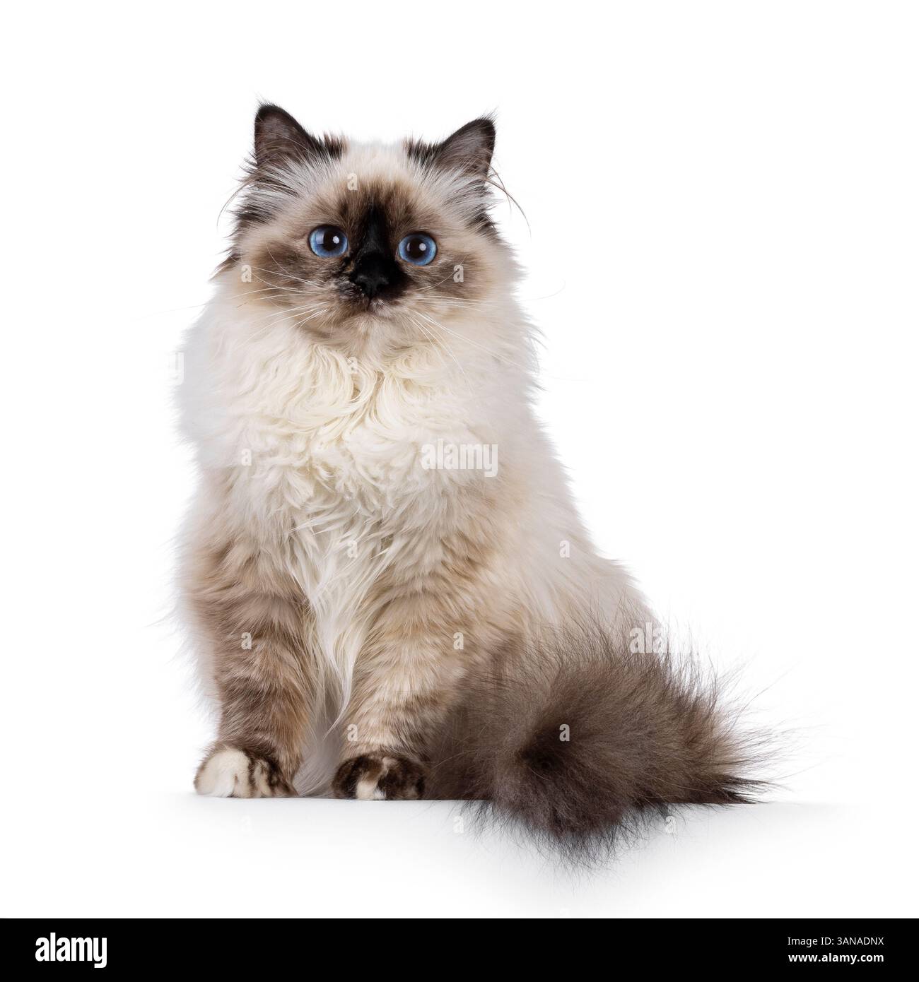 Pretty seal tortie Sacred Birman cat, sitting up facing front on edge ...
