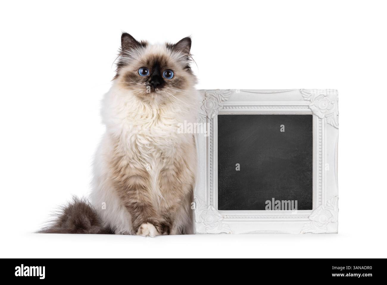 Pretty seal tortie Sacred Birman cat, sitting beside with blackboard ...