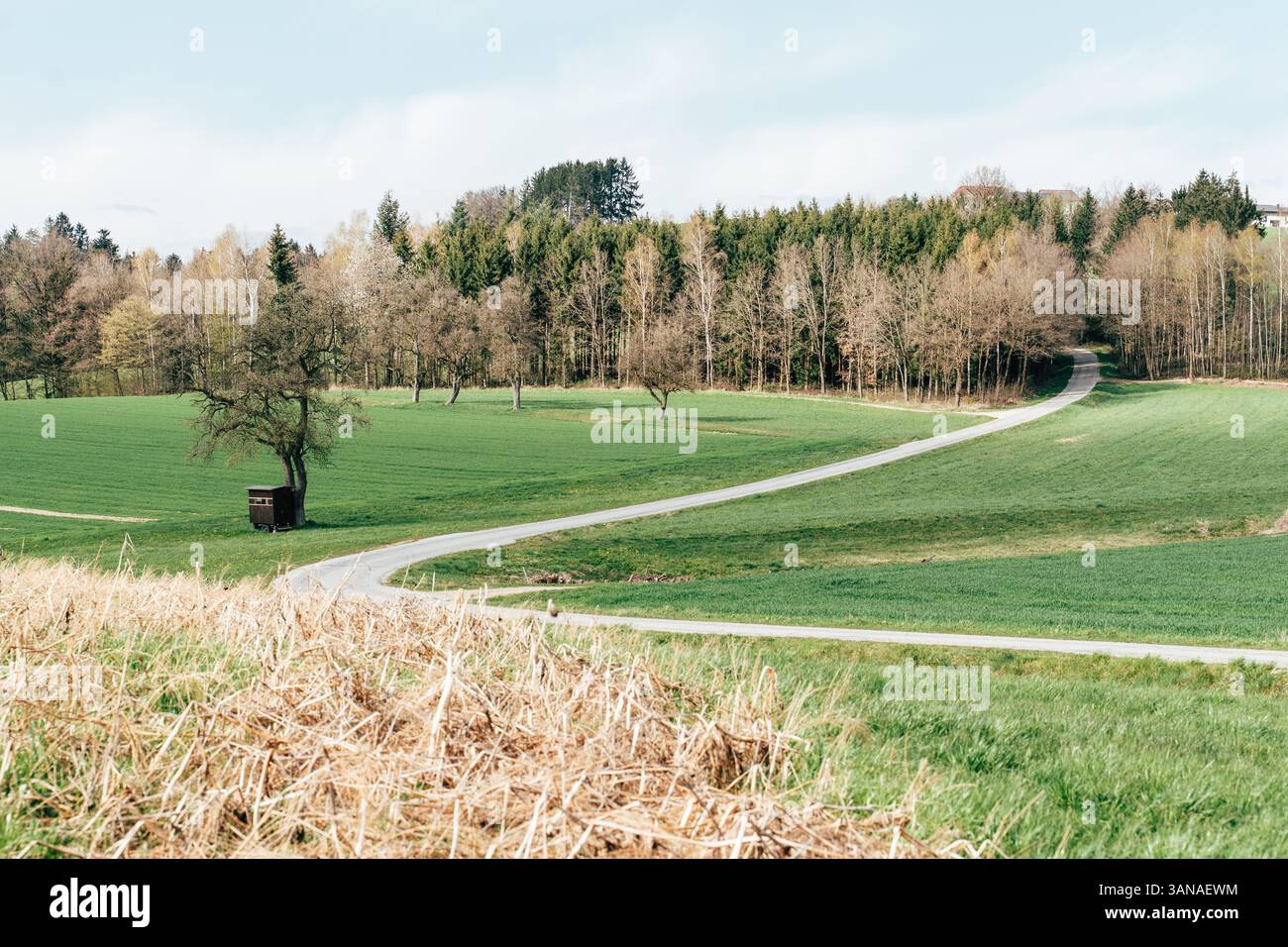 A winding road traverses vibrant green fields surrounded by trees in ...