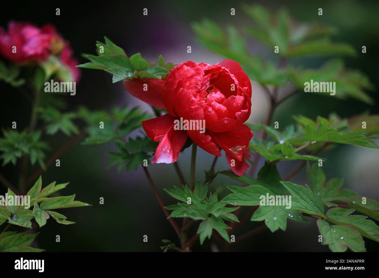Peony flowers bloom in Huai'an City, east China's Jiangsu Province, 12 ...