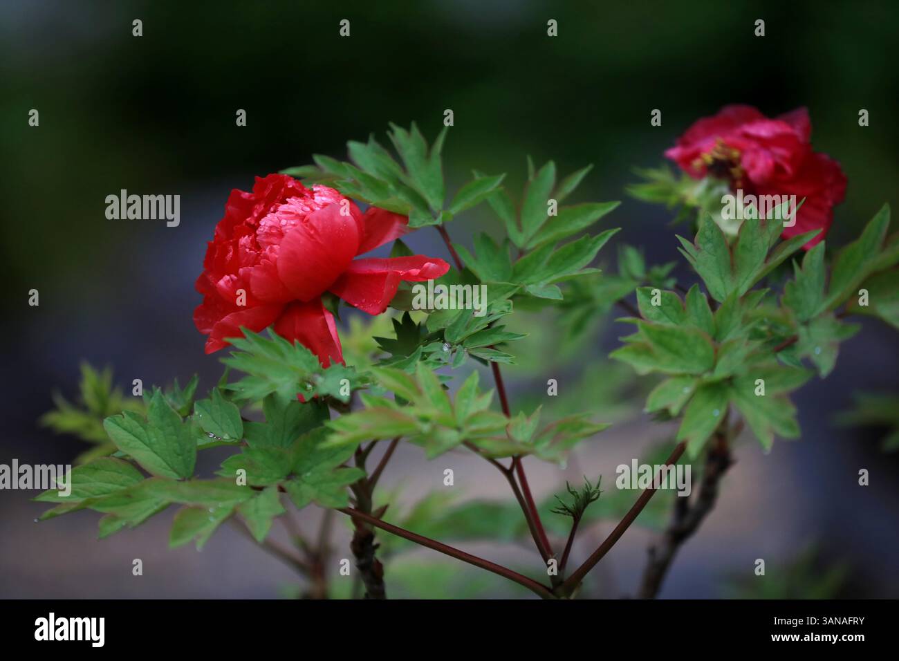 Peony flowers bloom in Huai'an City, east China's Jiangsu Province, 12 ...