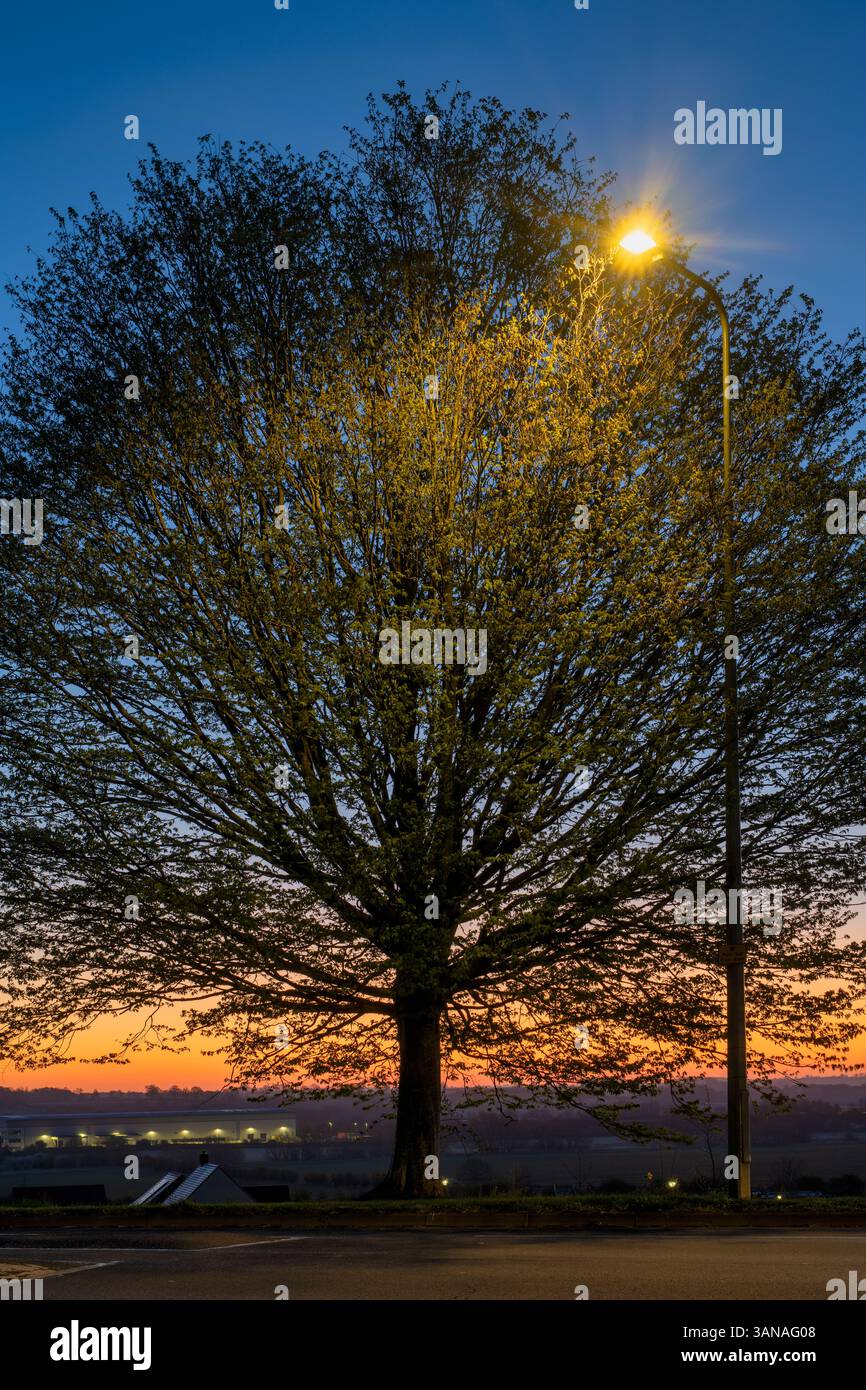 Street Light in front of silhouette tree at dawn. Banbury. Oxfordshire ...