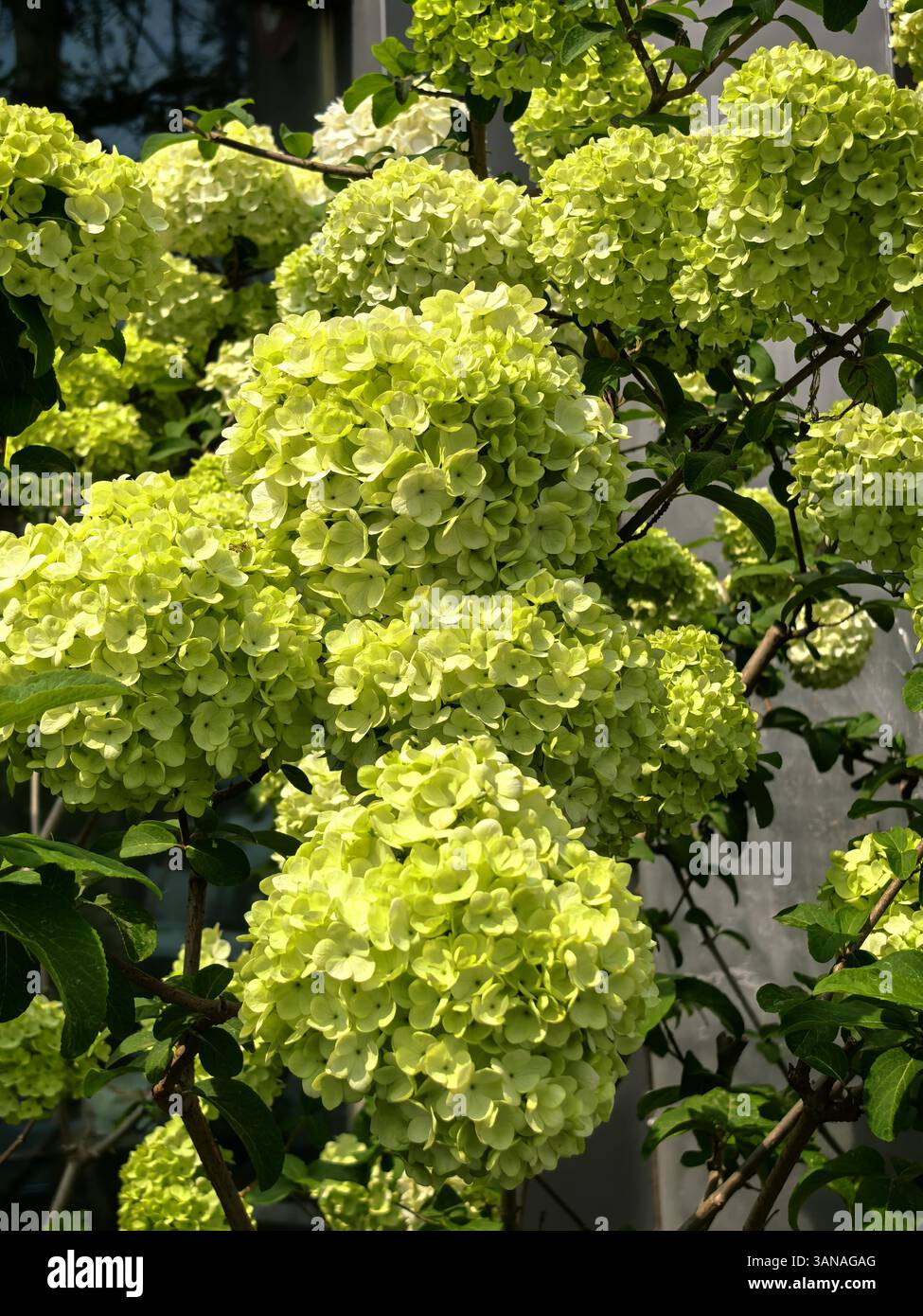 Hydrangea flowers enter the best viewing time in Beijing, China, 11 ...