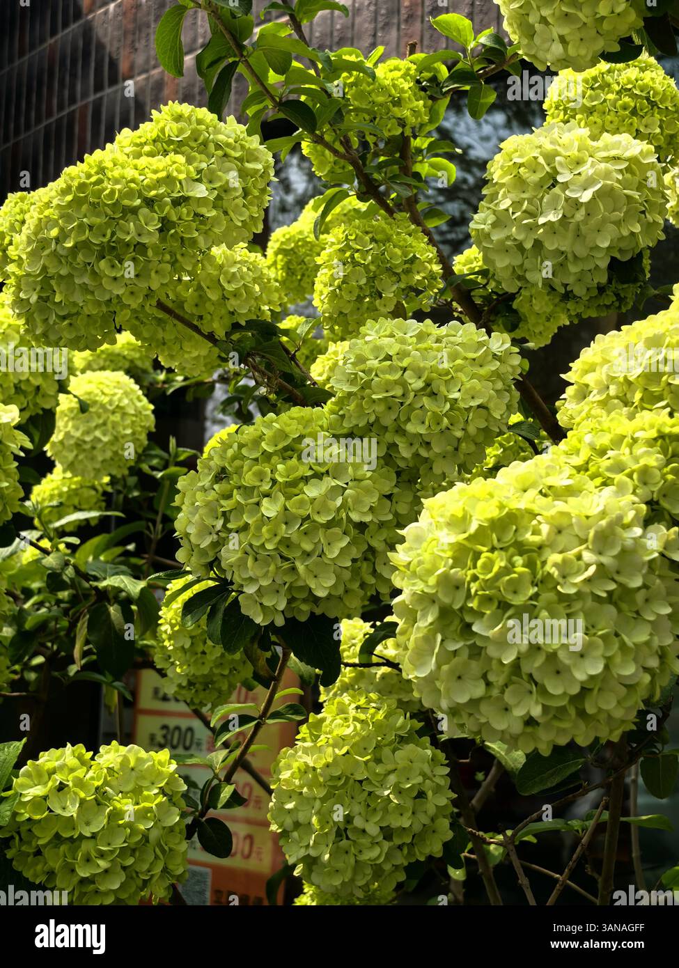 Hydrangea flowers enter the best viewing time in Beijing, China, 11 ...