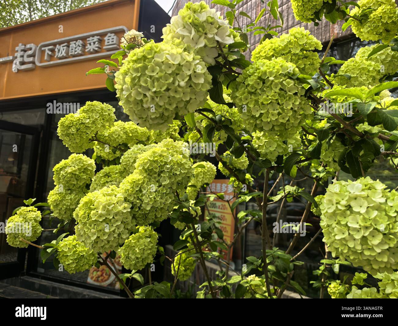Hydrangea flowers enter the best viewing time in Beijing, China, 11 ...