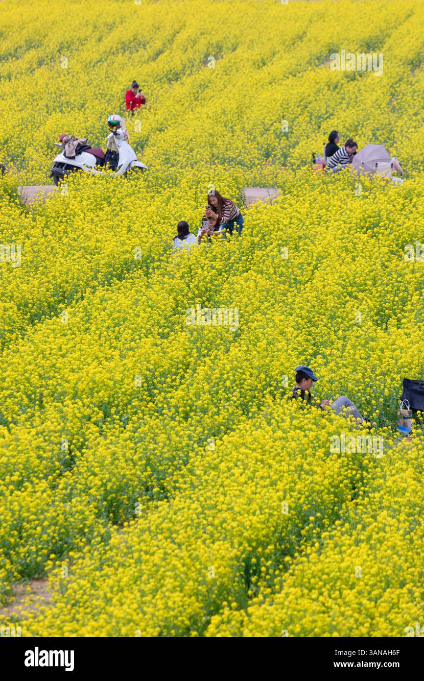 Cole flowers are in full bloom in Jinan City, east China's Shandong ...