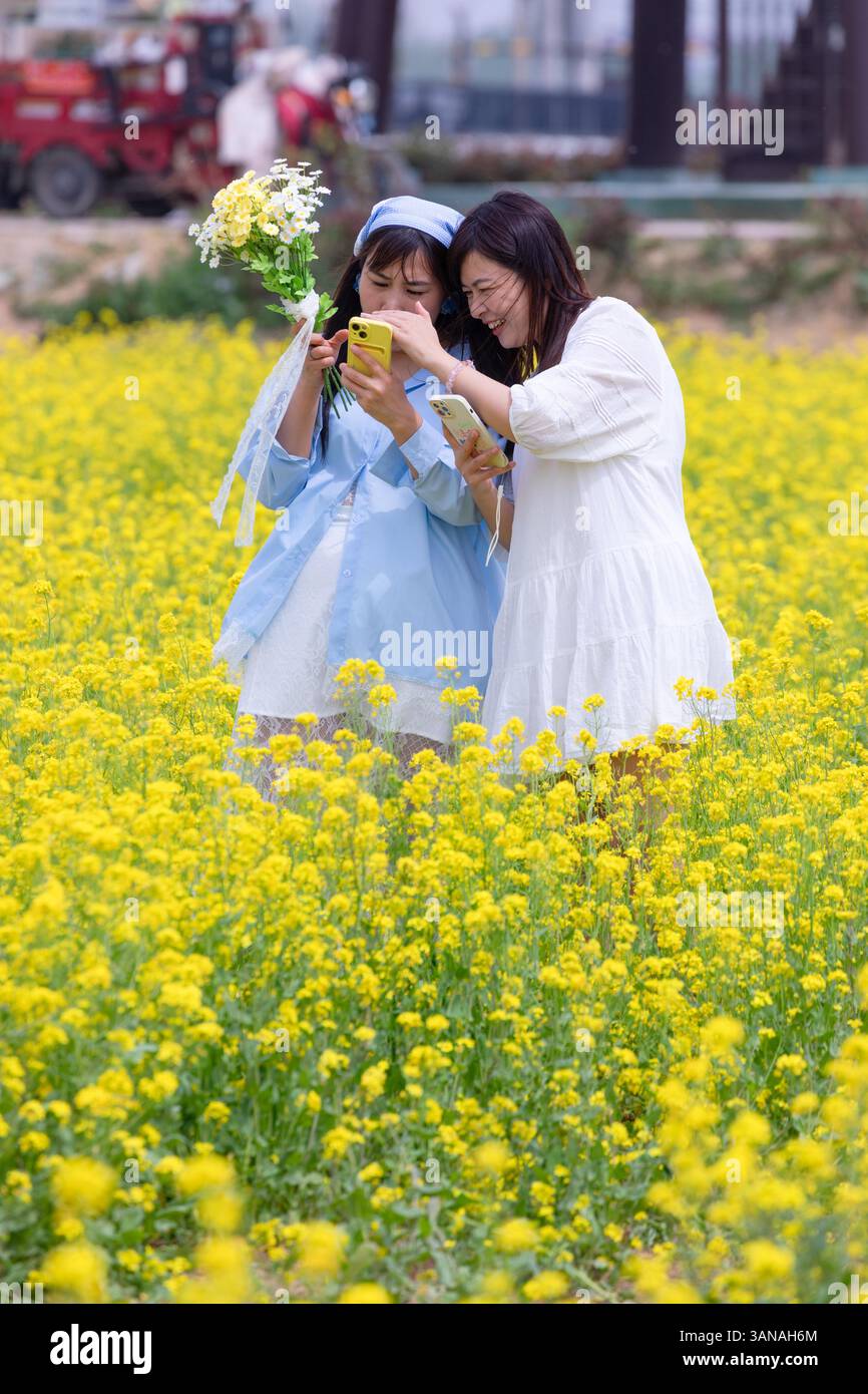 Cole flowers are in full bloom in Jinan City, east China's Shandong ...